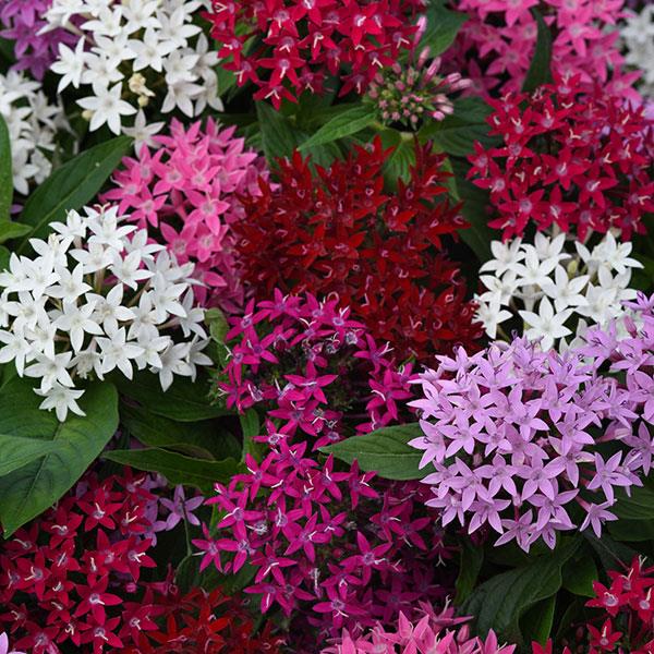 Pentas lanceolata
