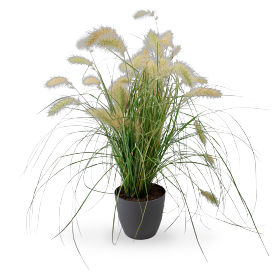 Pennisetum villosum store